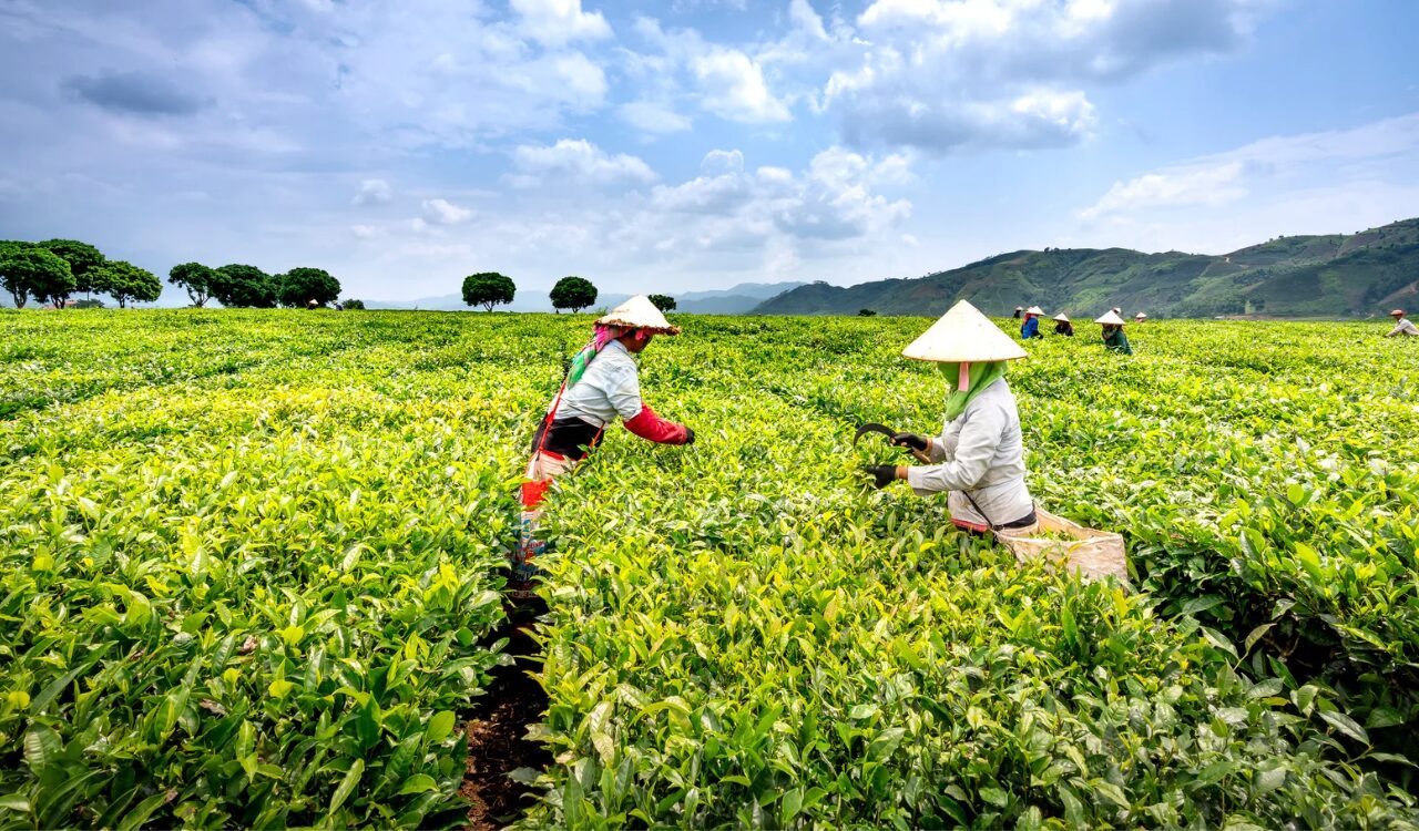 Tanah yang Baik untuk Pertanian Adalah: Memahami Karakteristik dan ...